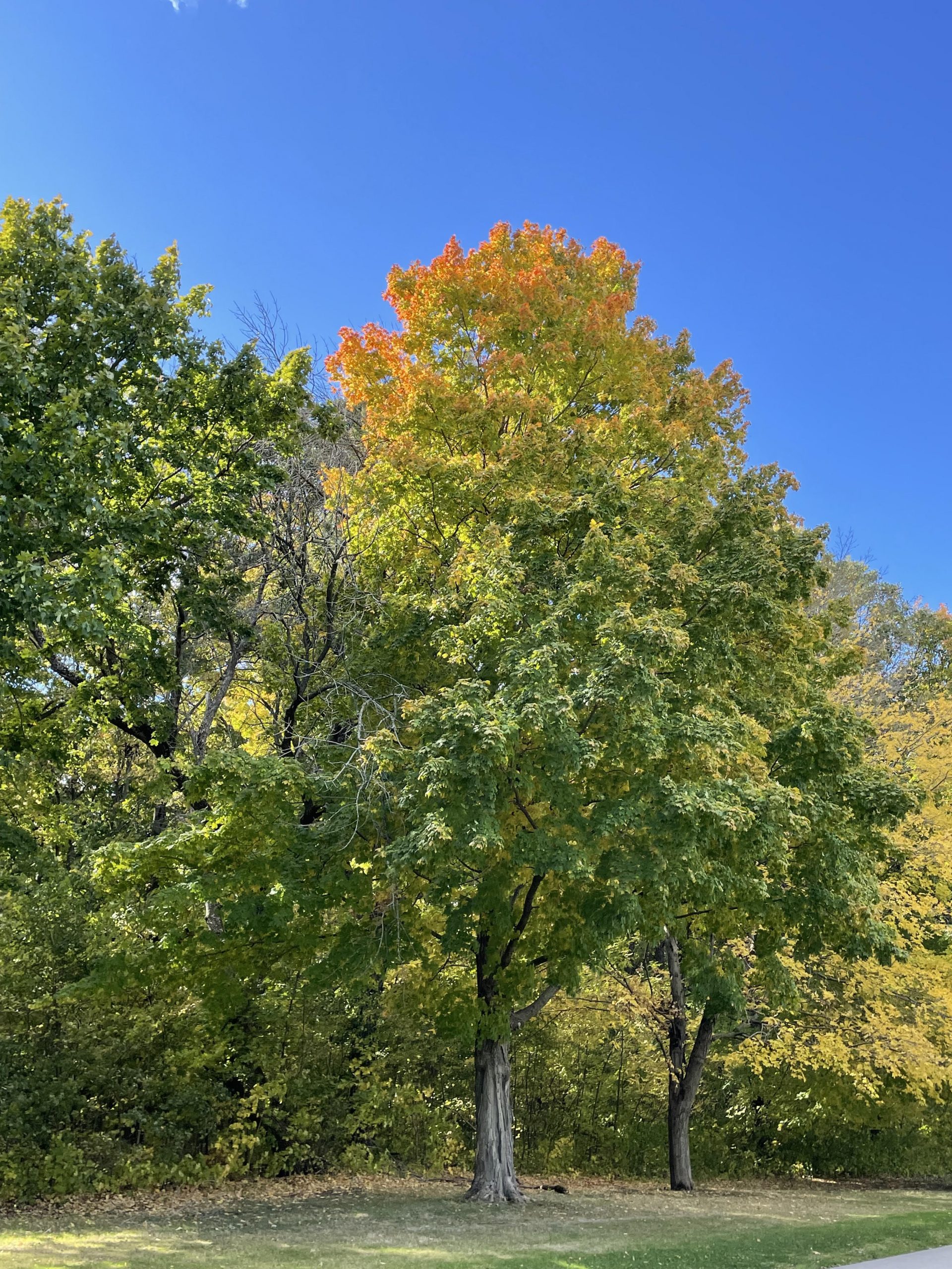 The Simmering of Joy – Coffee with Cream and Sugar